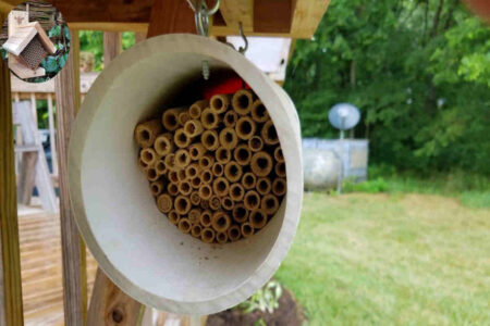 Where Should You Put a Bee House in the UK? - how shine home