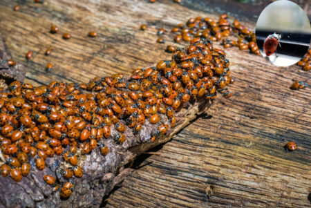 Understanding Ladybug Infestations in Your Home - how shine home