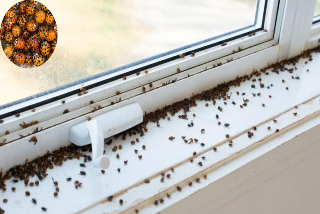 Understanding Ladybug Infestations in Your Home - how shine home